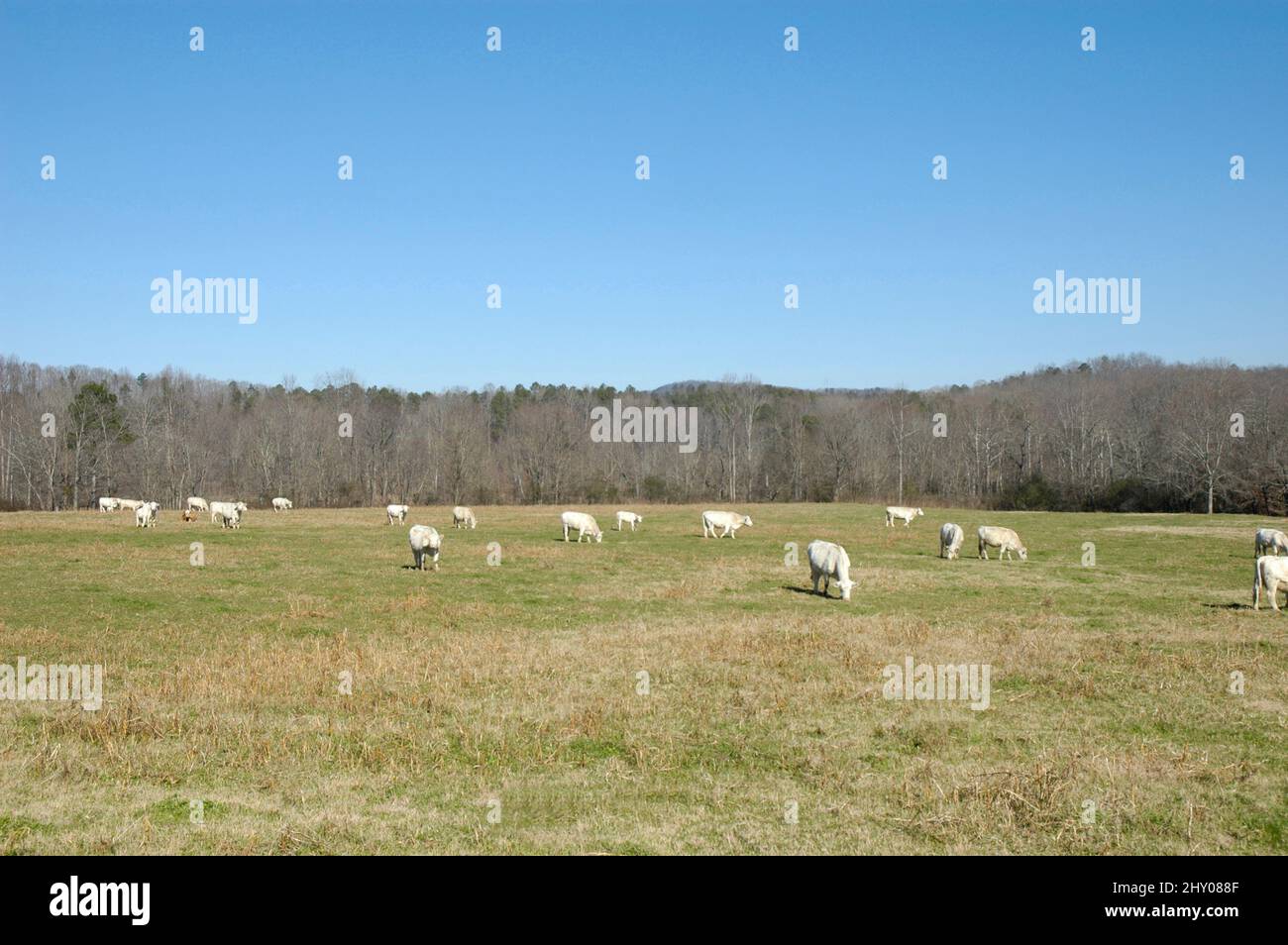 White cattle in north Georgia hills of USA Stock Photo - Alamy