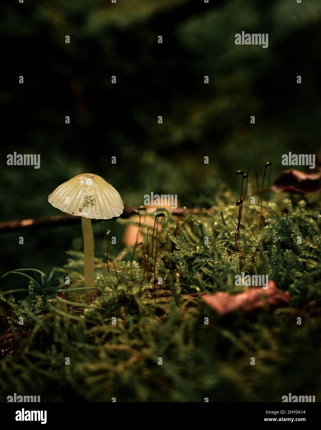 Beautiful closeup of a mycena mushroom in a calm forest ground Stock ...
