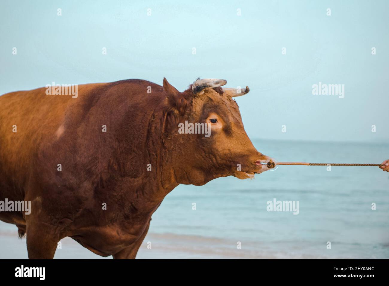 Bull bay on coast hi-res stock photography and images - Alamy