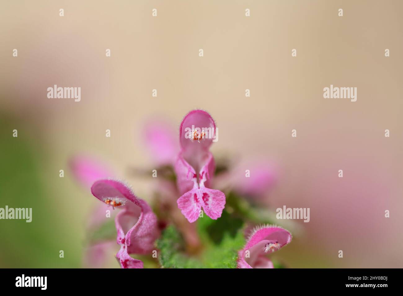 Common henbit plant hi-res stock photography and images - Alamy