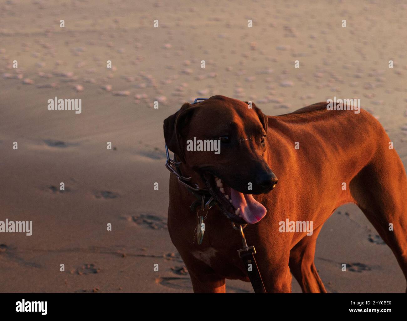 Rhodesian ridgeback on beach hi-res stock photography and images - Alamy