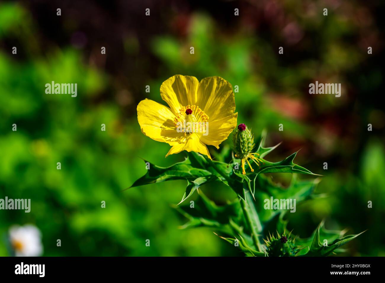 Argemone mexicana flower plant hi-res stock photography and images - Alamy