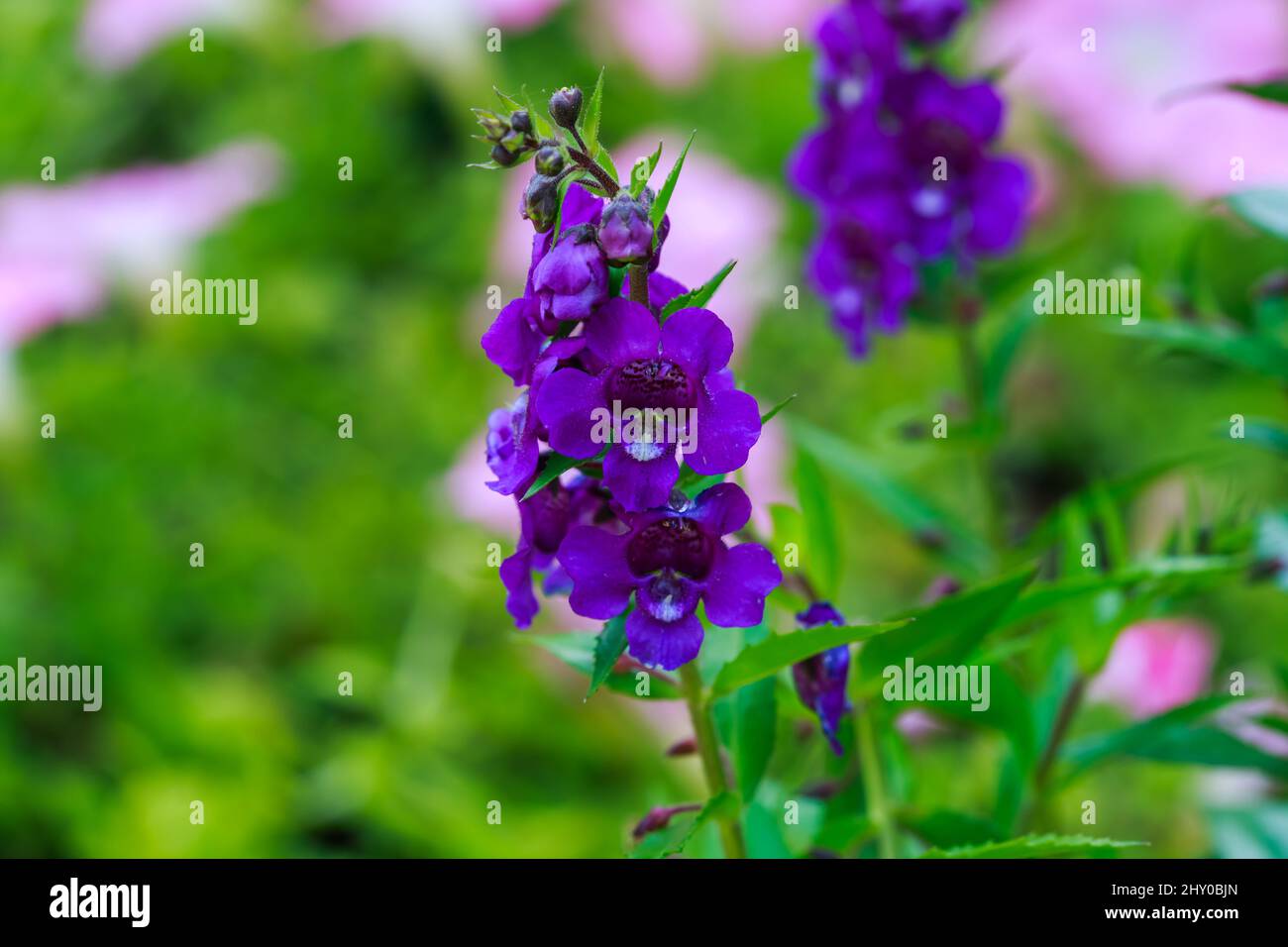 Angelon hi-res stock photography and images - Alamy