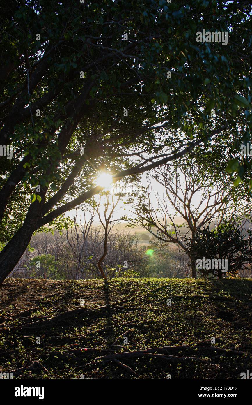 Vertical shot of sunlight beaming through the green branches of trees ...