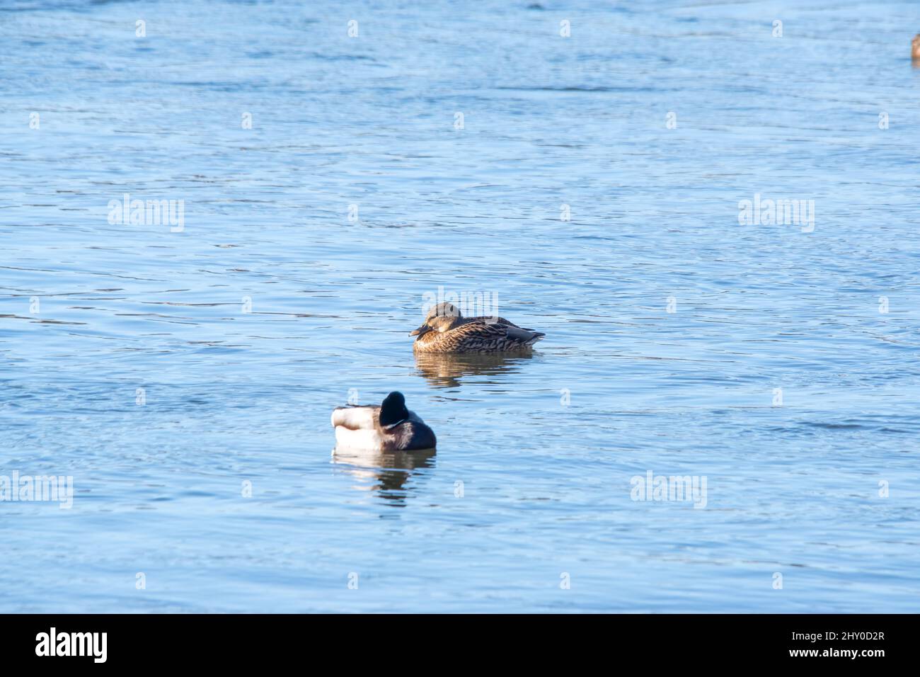 Mallards swimming in the lake Stock Photo - Alamy