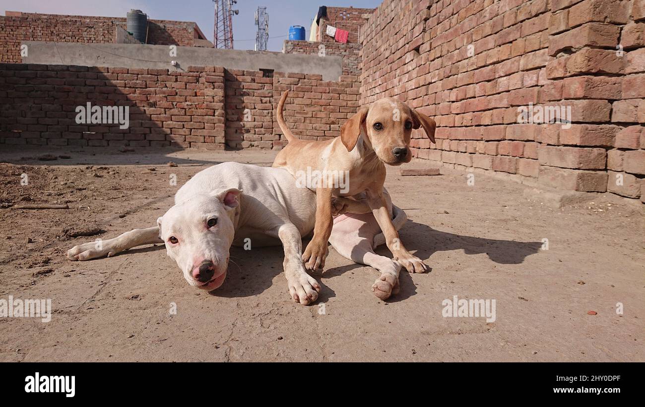 Closeup shot of two dogs Stock Photo - Alamy
