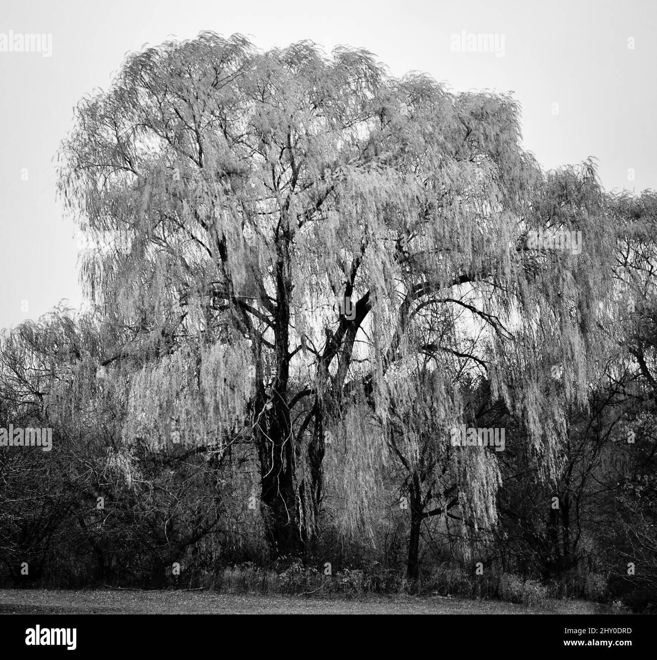 Grayscale shot of the beautiful tree in Whitnall Park, Wisconsin Stock ...