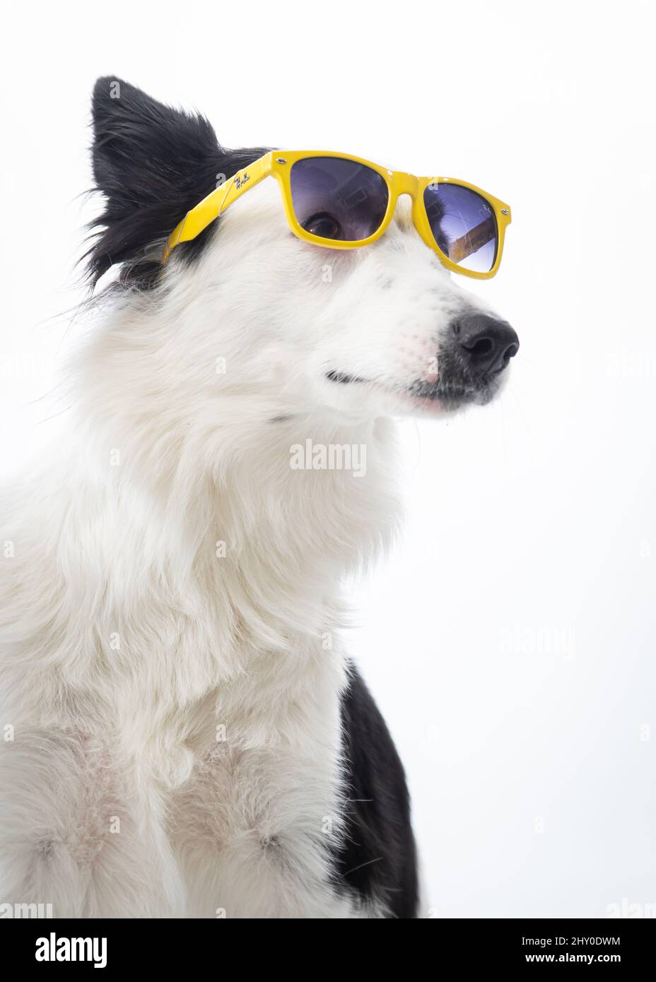 A dog photography in a pet photo studio Stock Photo - Alamy