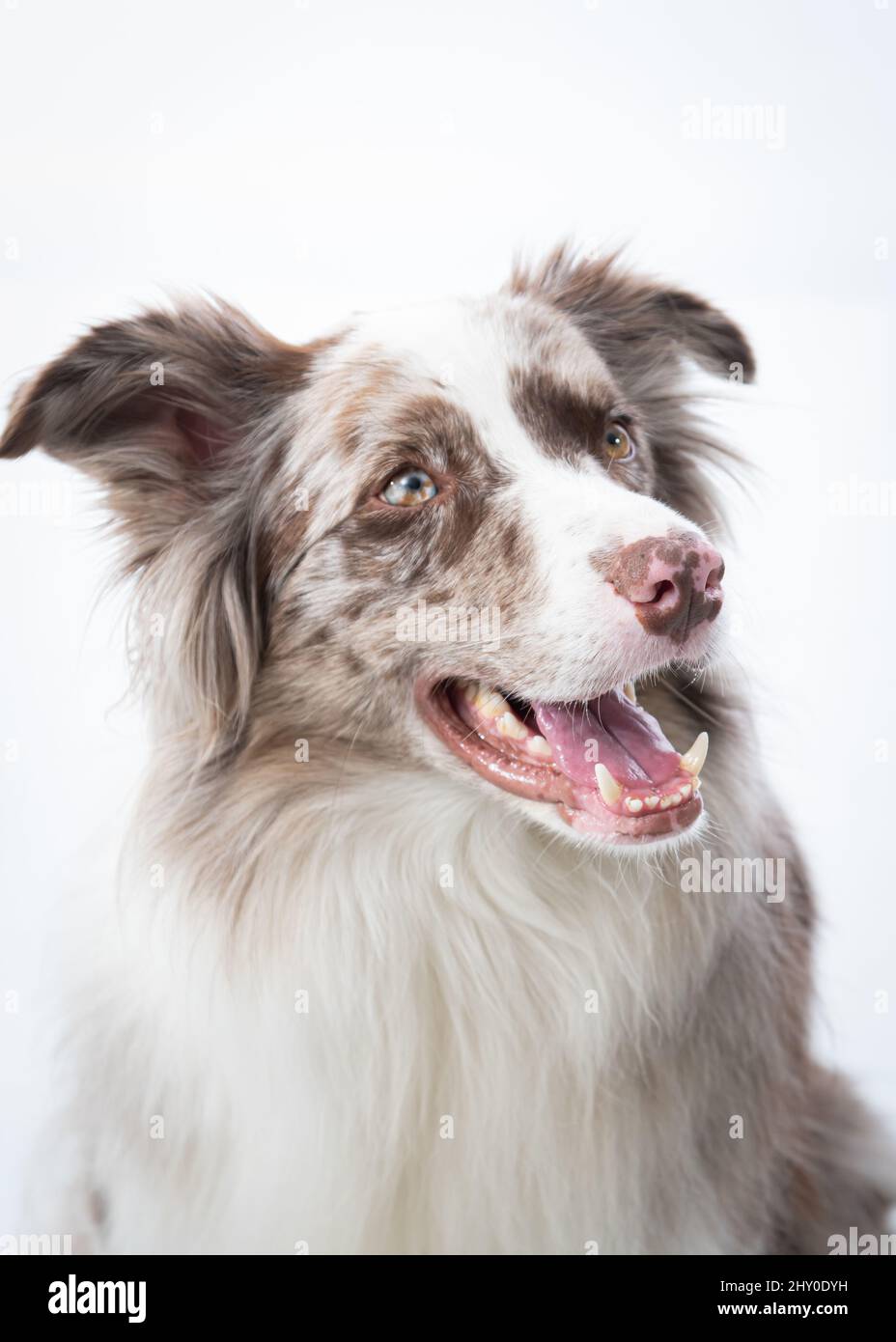 Dog photography in a pet photo studio Stock Photo - Alamy