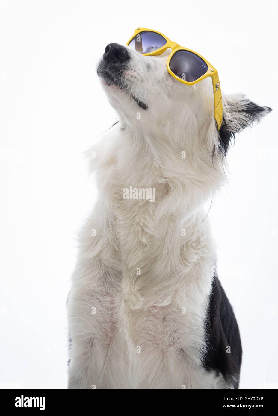 Dog photography in a pet photo studio Stock Photo - Alamy