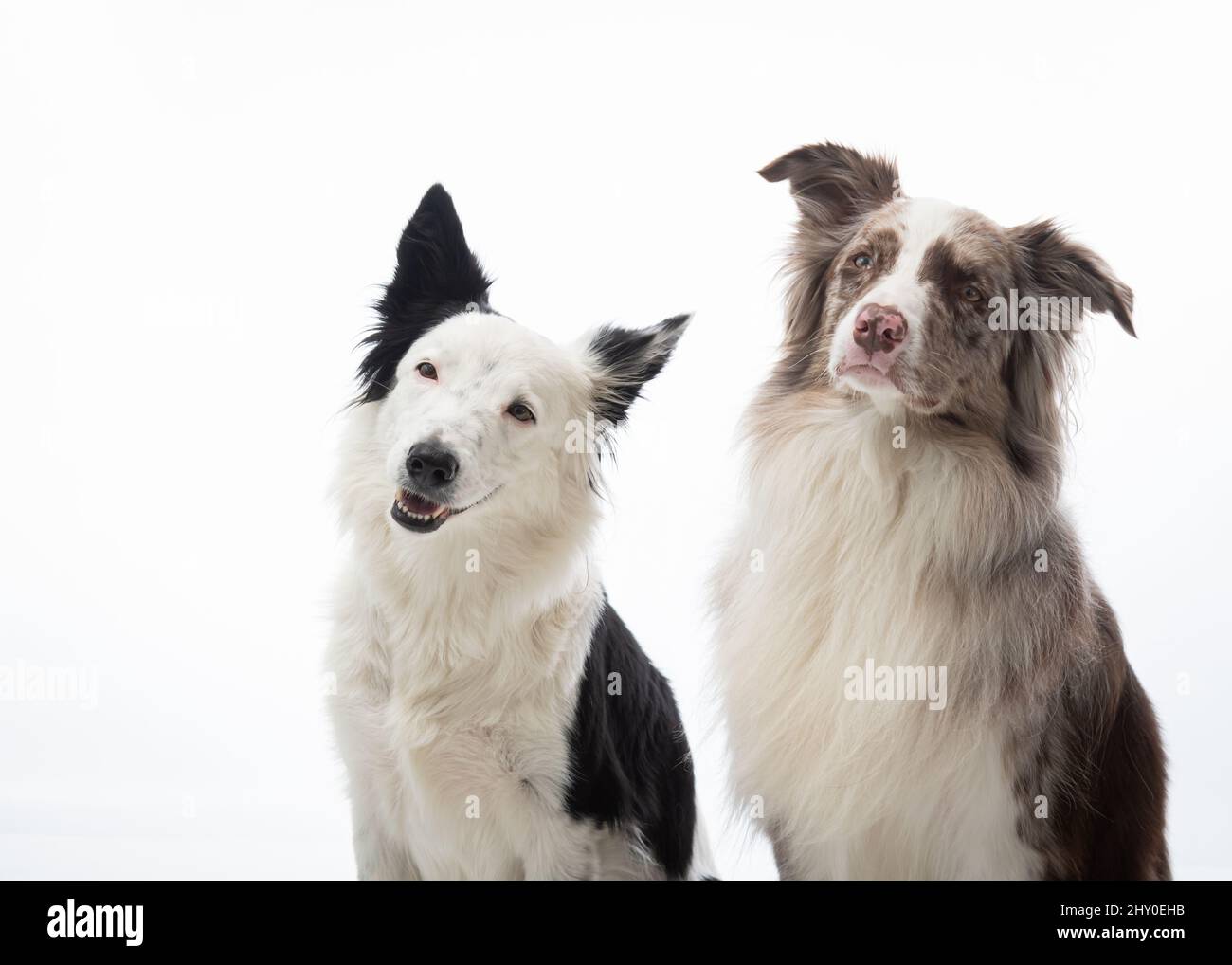 Photography in a pet photo studio Stock Photo - Alamy