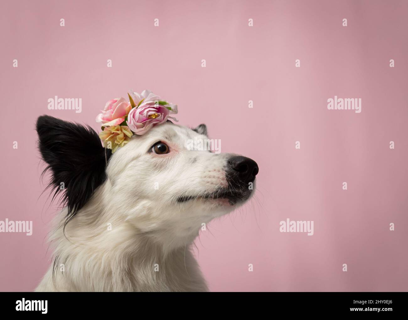 Dog photography in the pet photo studio Stock Photo - Alamy