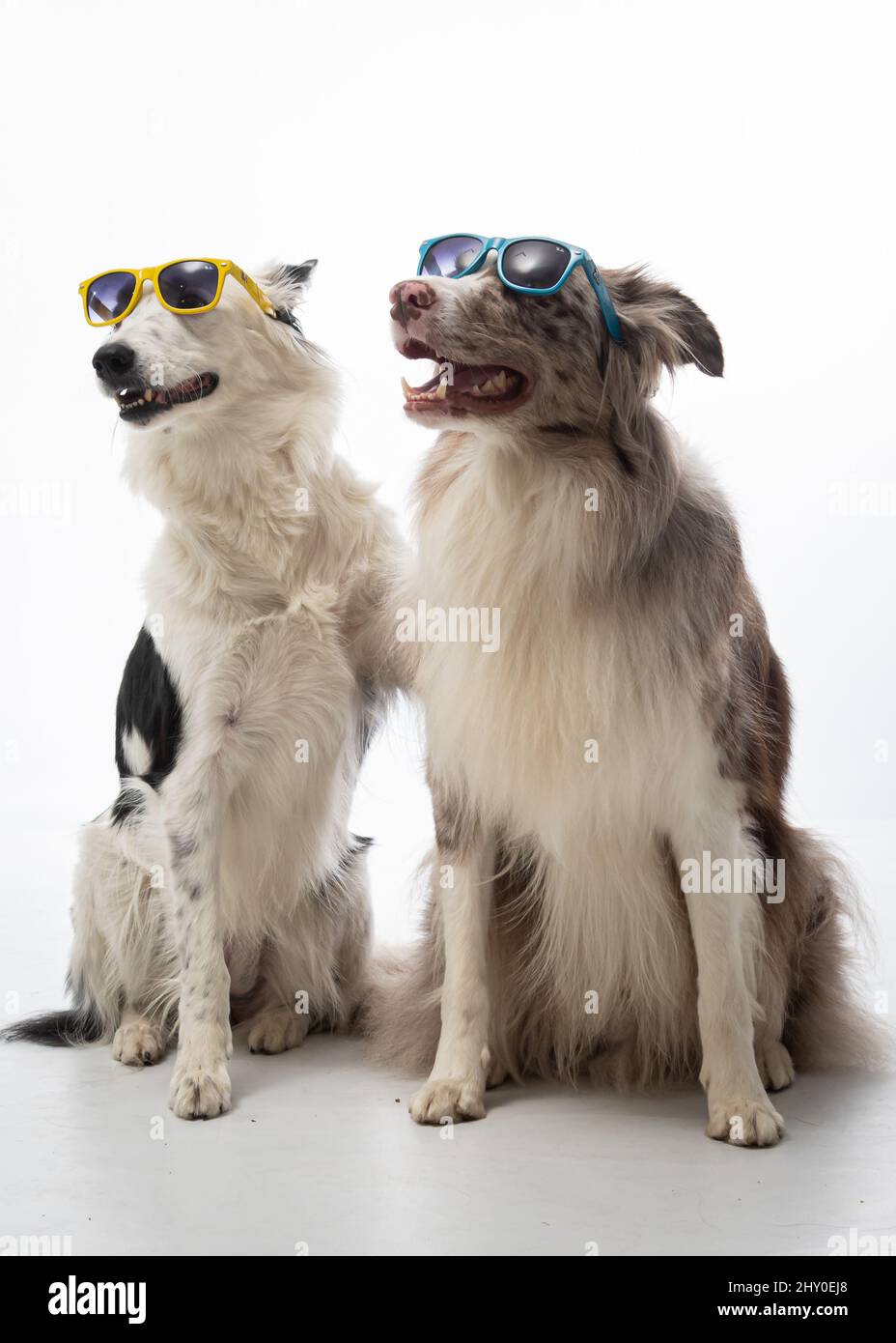Dog photography in a pet photo studio Stock Photo - Alamy