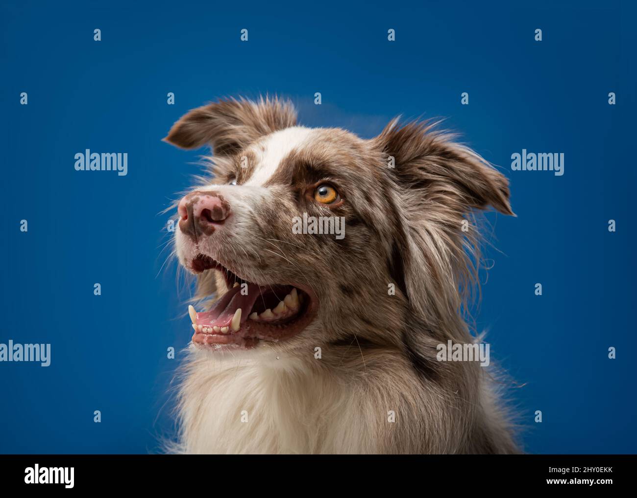Dog photography in the pet photo studio Stock Photo - Alamy