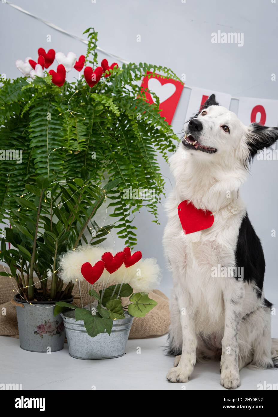 Dog photography in a pet photo studio Stock Photo - Alamy