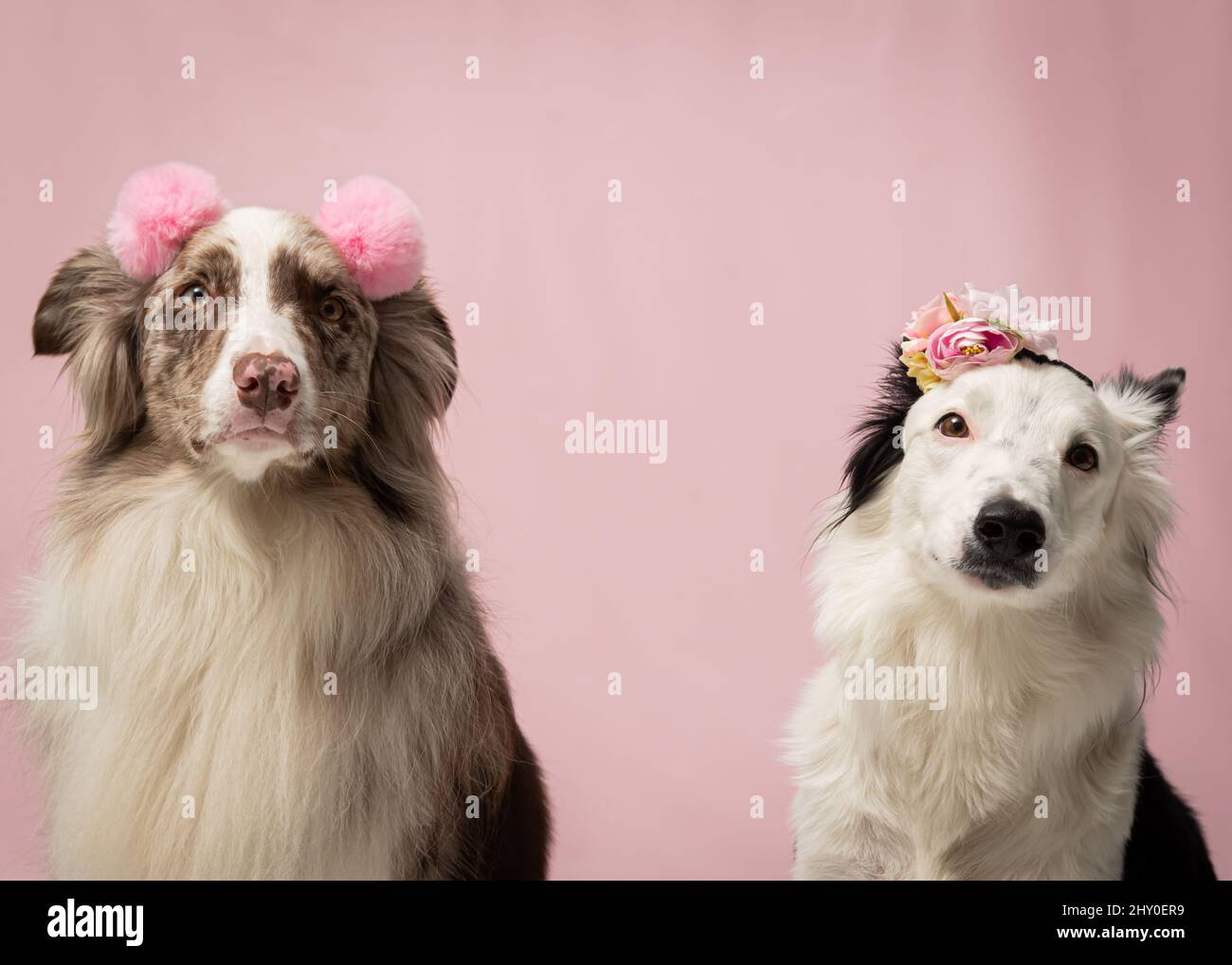 Dog photography in the pet photo studio Stock Photo - Alamy