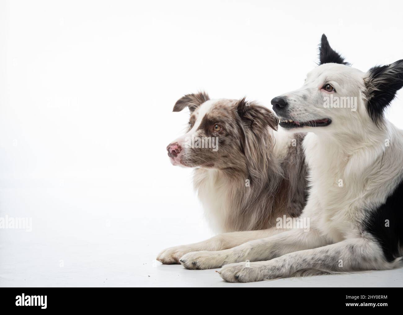 Dog photography in the pet photo studio Stock Photo - Alamy