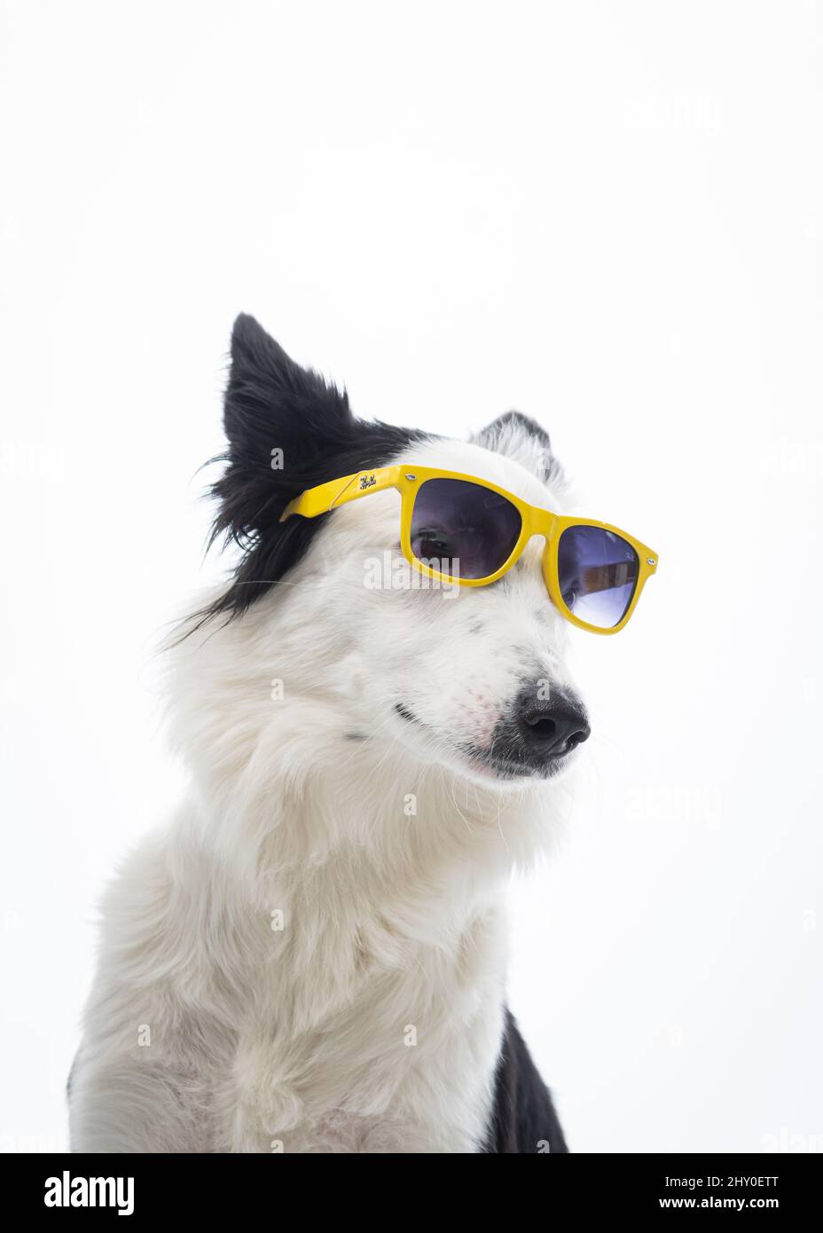 Dog photography in a pet photo studio Stock Photo - Alamy
