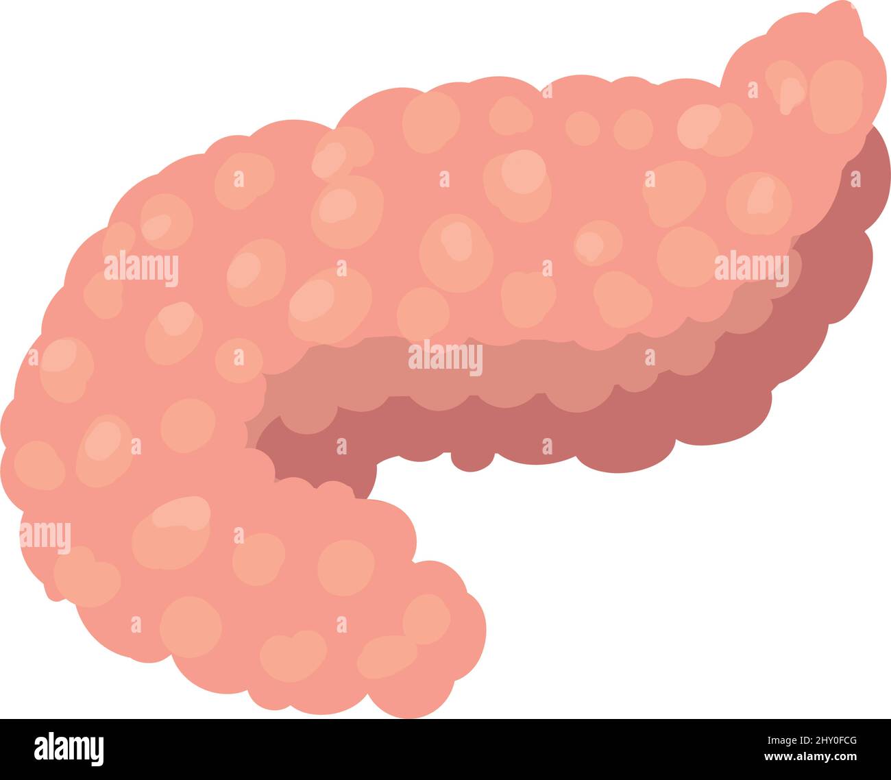 Cross section human pancreas Cut Out Stock Images & Pictures - Alamy
