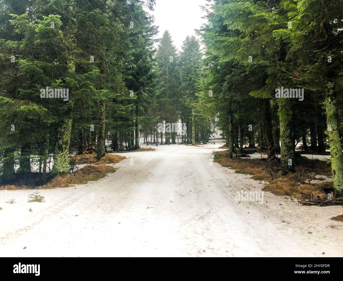 Snowy path surrounded by green pine trees Stock Photo - Alamy