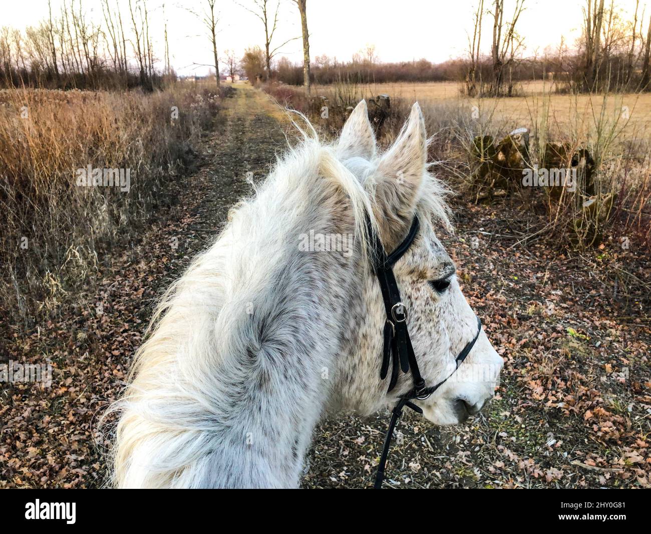 Back of a beautiful white horse's head in the middle of a field path ...