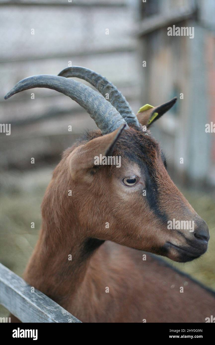 Vertical shot of a goat in a gate in a zoo during the day Stock Photo ...