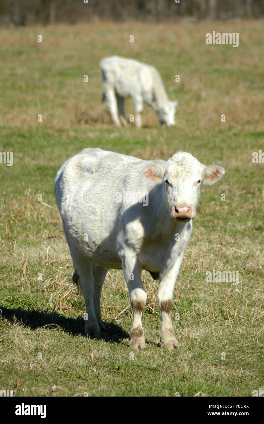 White cattle in north Georgia hills of USA Stock Photo - Alamy