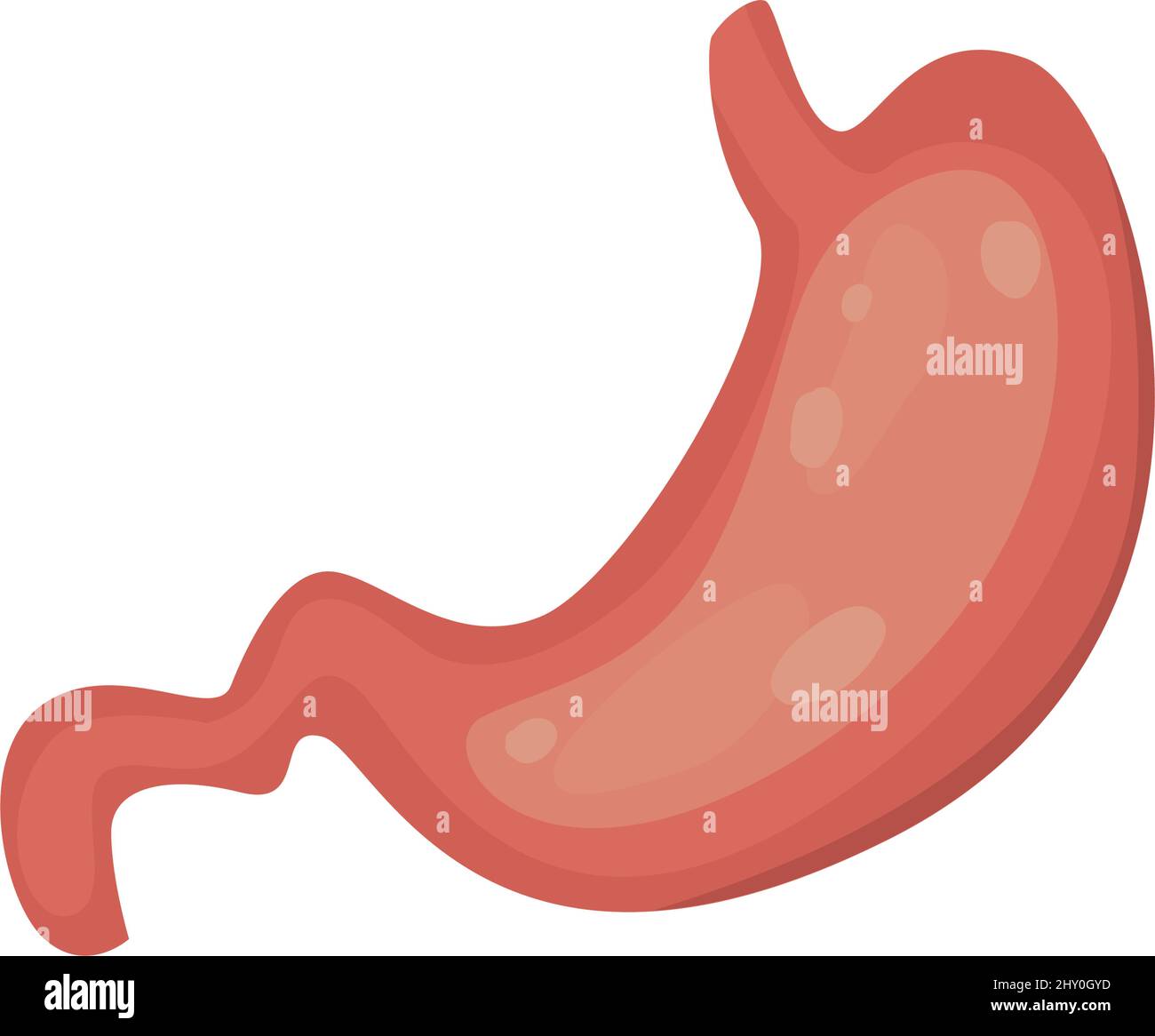 flat realistic stomach design Stock Vector Image & Art - Alamy