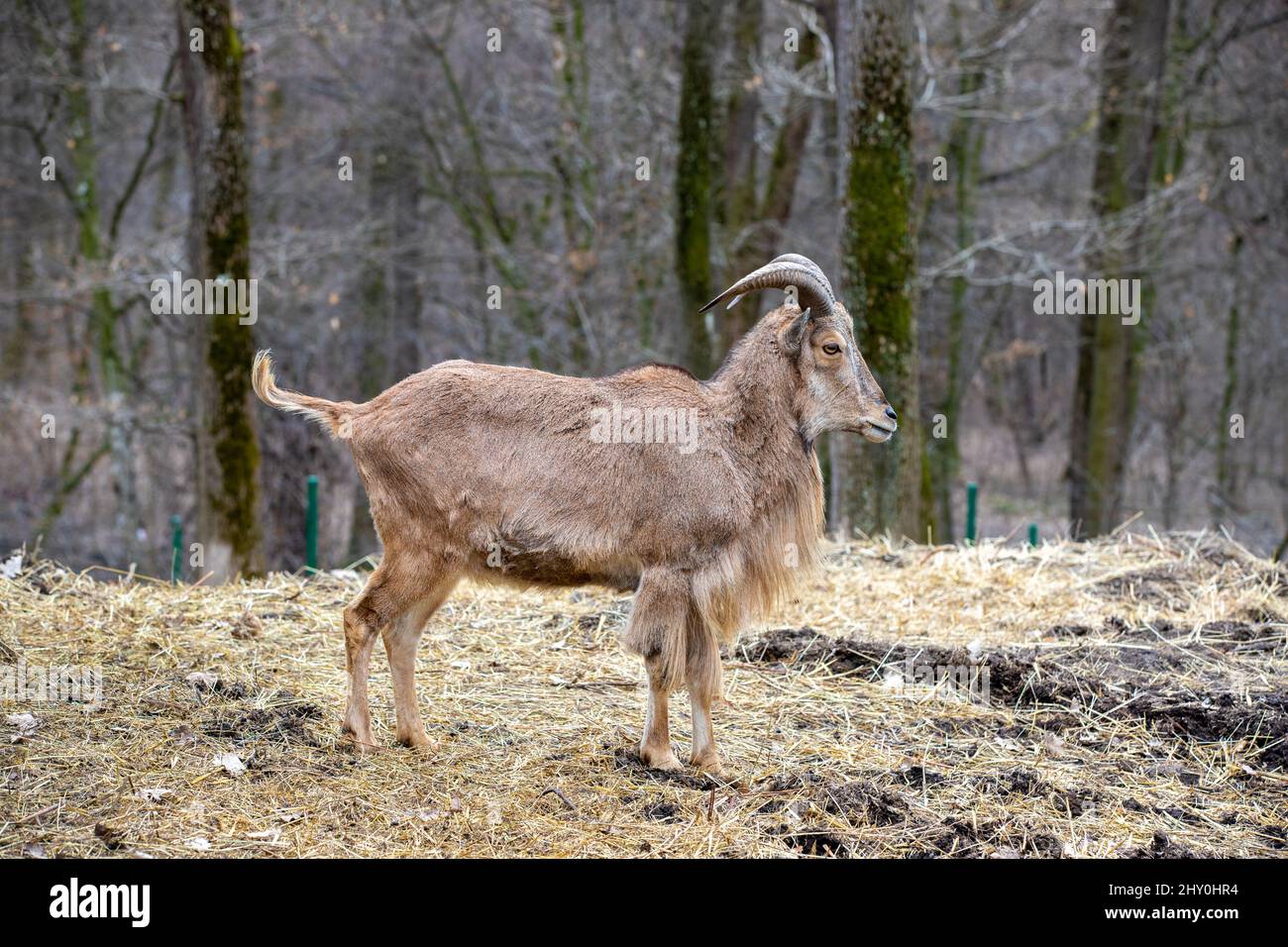 Mountain goat with horns in forest Stock Photo - Alamy