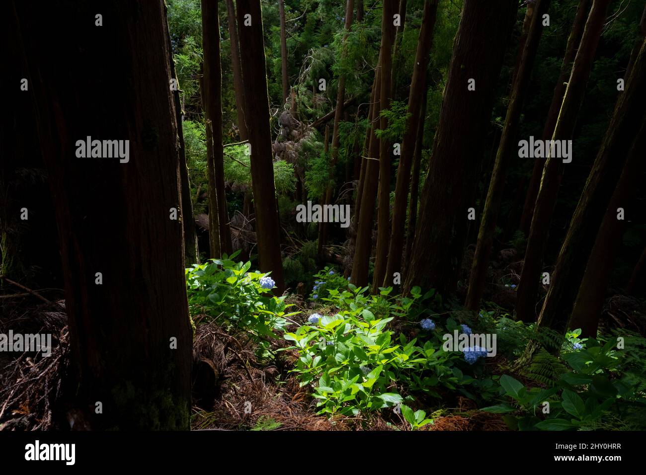 Azores hydrangea macrophylla landscape hi-res stock photography and ...