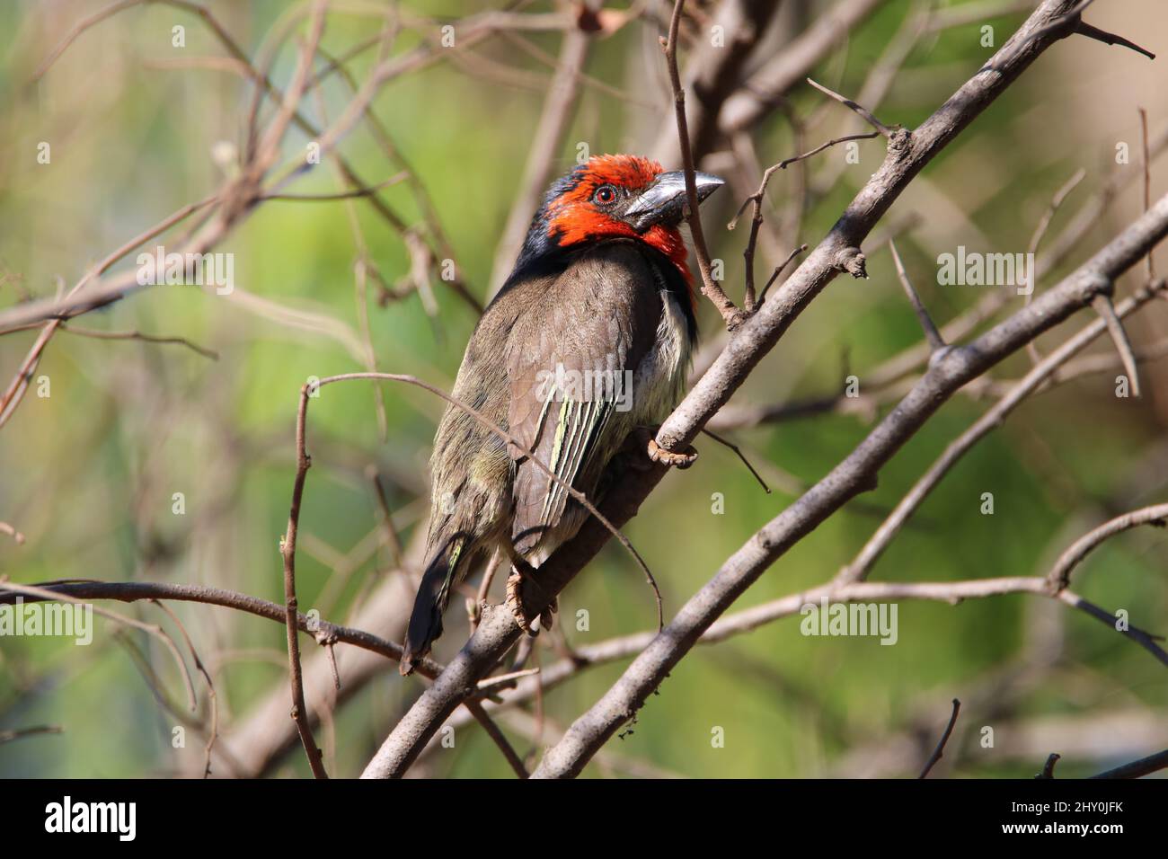 Black-collared Barbet, Kruger National Park Stock Photo - Alamy