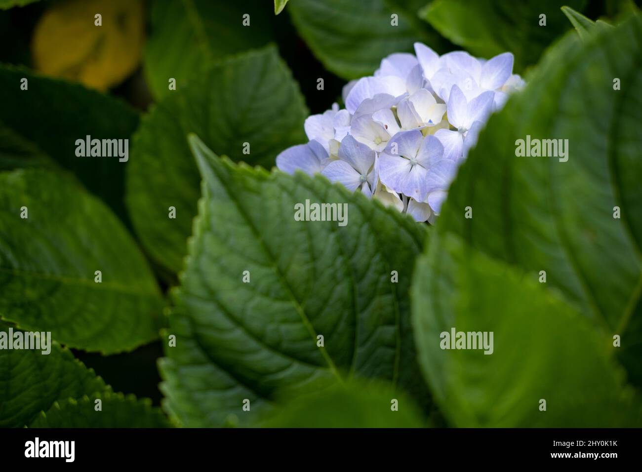 Faial, Portugal - 06 August 2021 : Hydrangea flower between green ...