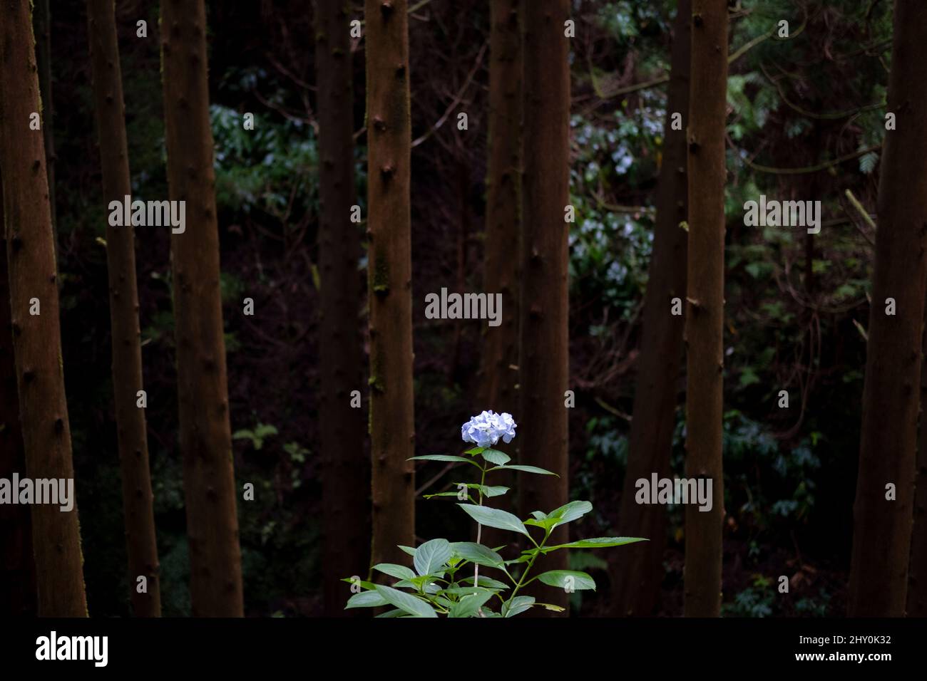 Faial, Portugal - 06 August 2021 : Hydrangea flower between trees Stock ...