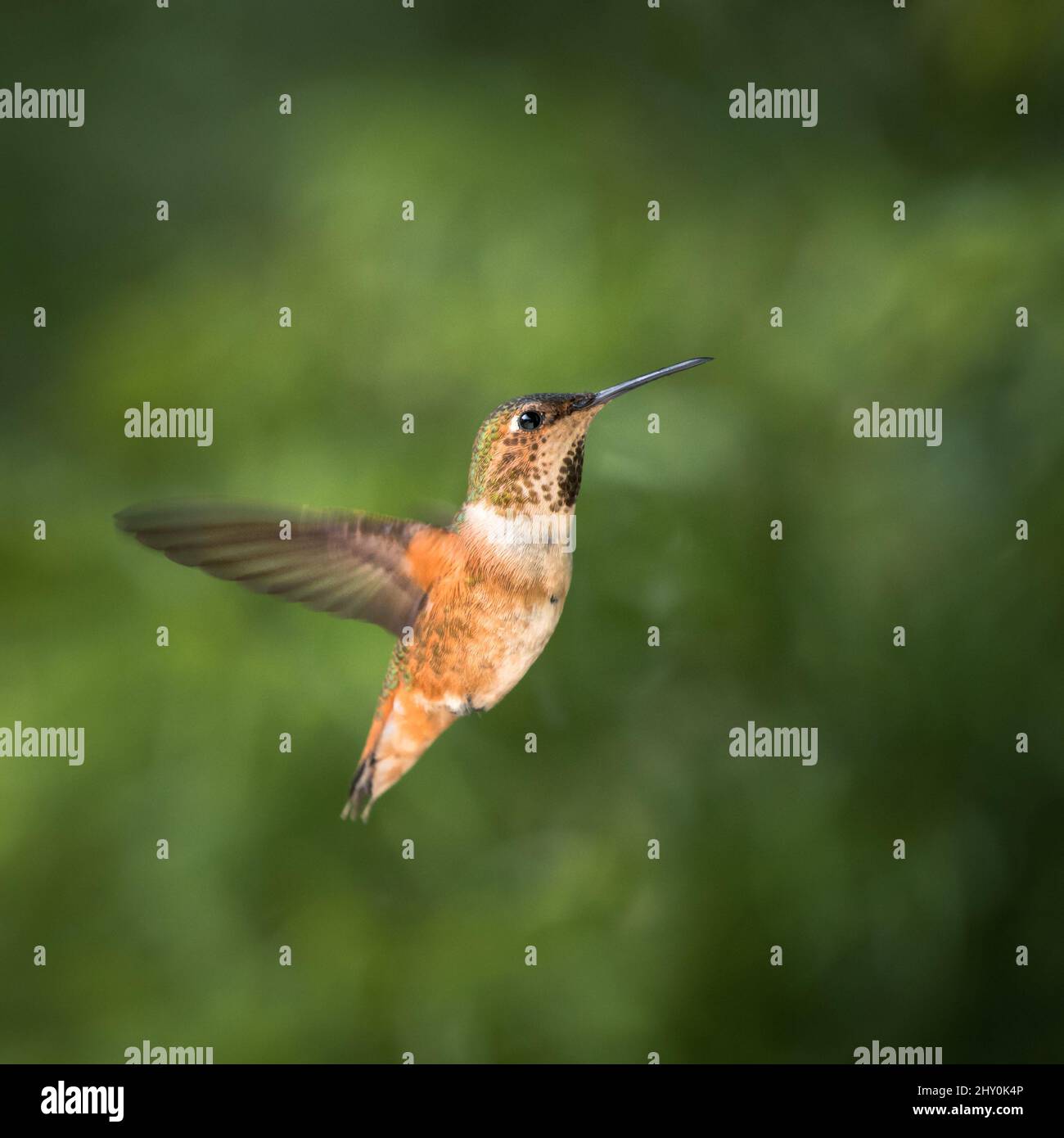 Closeup shot of a flying brown hummingbird in a park Stock Photo - Alamy