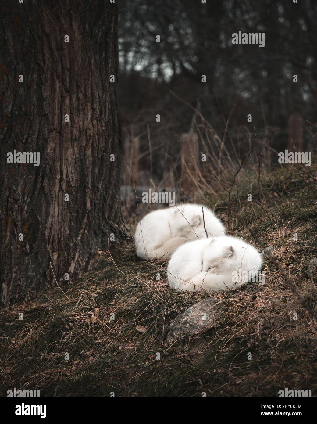 White foxes hi-res stock photography and images - Alamy