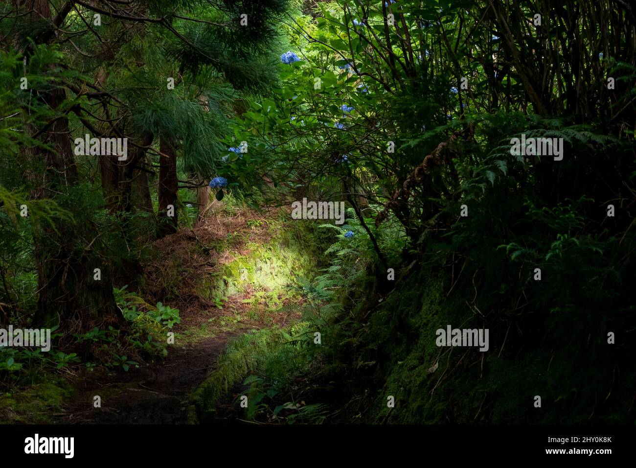 Azores hydrangea macrophylla landscape hi-res stock photography and ...