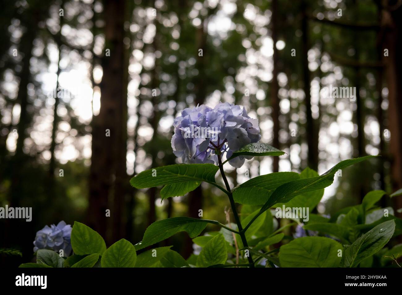 Azores hydrangea macrophylla landscape hi-res stock photography and ...