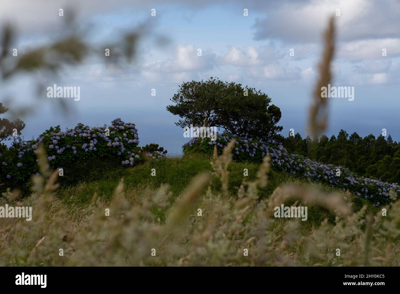 Faial, Portugal - 06 August 2021 : Tree in a field covered by ...