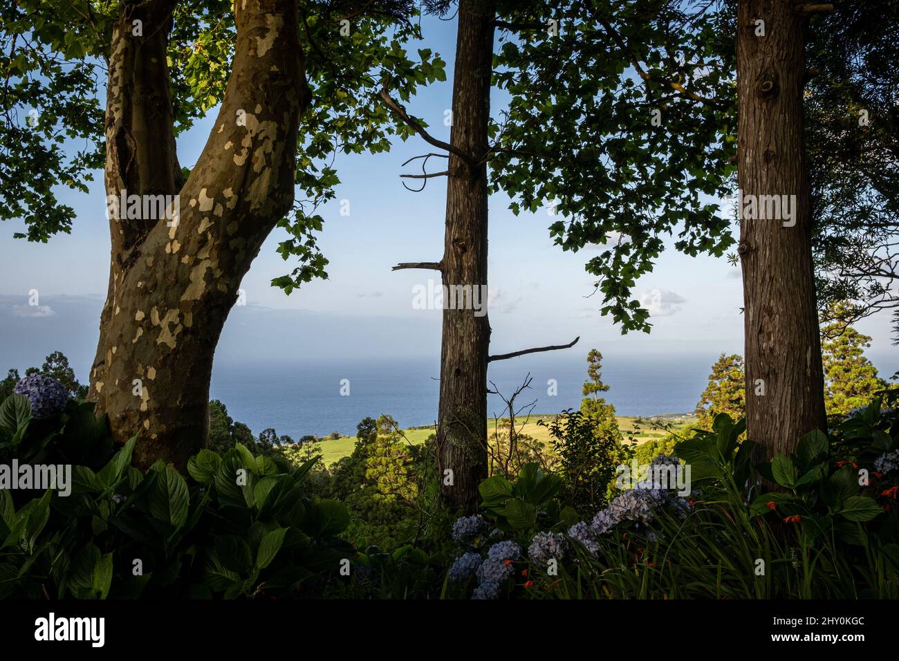 Faial, Portugal - 06 August 2021 : Trees overlooking the green fields ...