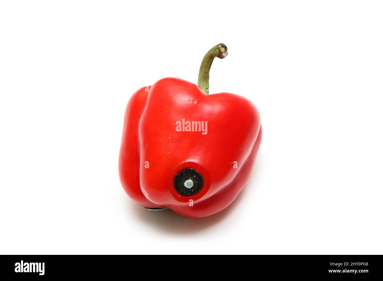The uneatable red sweet paprika with small rotten part isolated in a ...