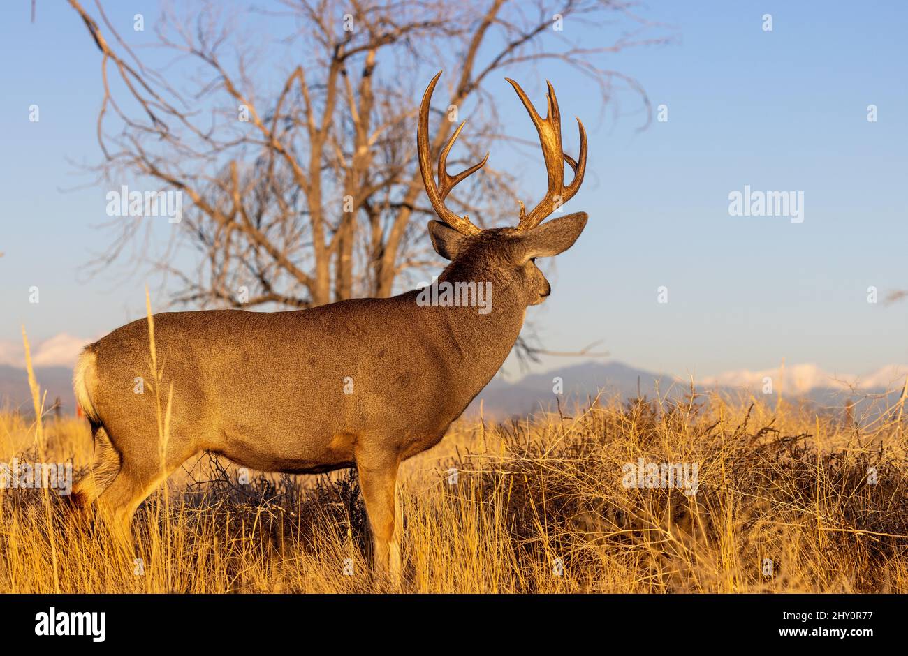 Mule Deer Buck in Autumn in Colorado Stock Photo - Alamy