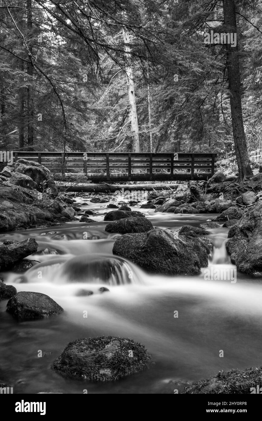 Greyscale shot of a river flowing in a forest Stock Photo - Alamy