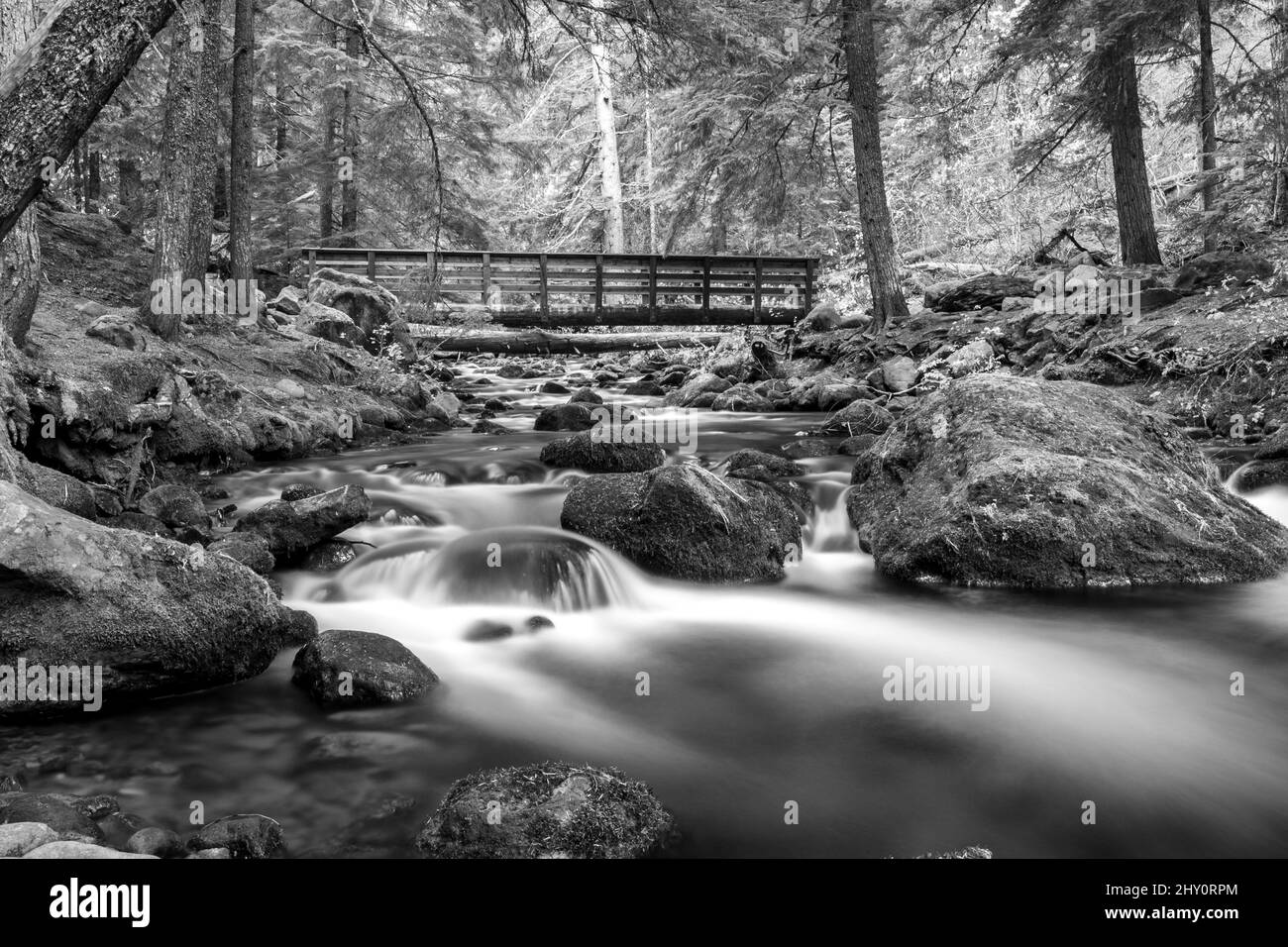 Greyscale shot of a river flowing in a forest Stock Photo - Alamy