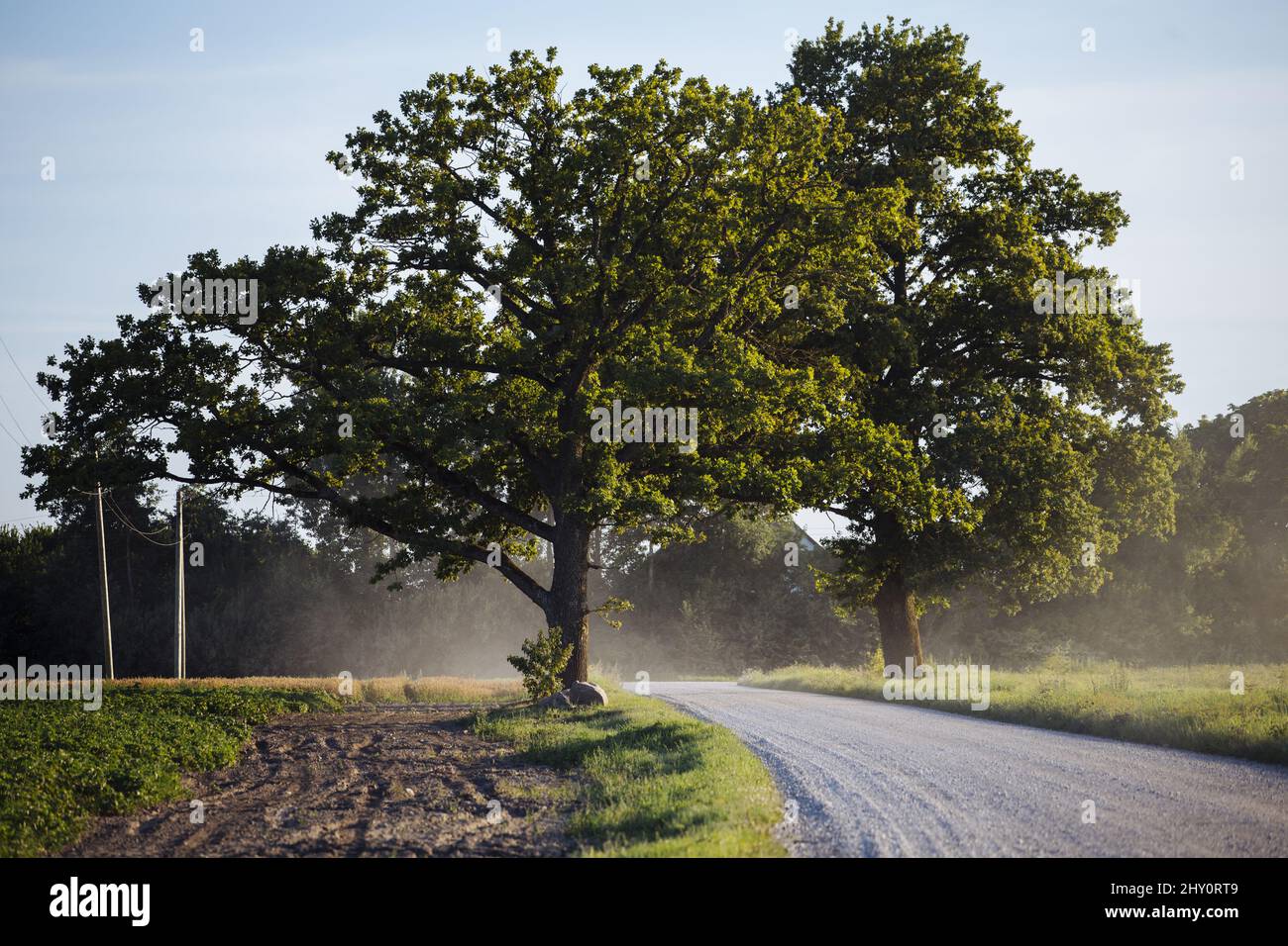 a beautiful shot of big Oak Tree in the farm Stock Photo - Alamy