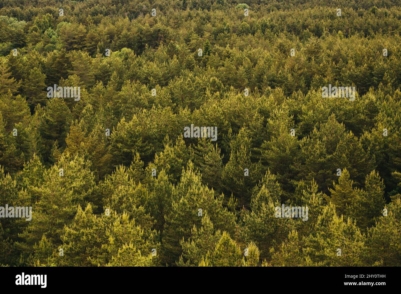 Aerial view of evergreen forest treetops Stock Photo - Alamy