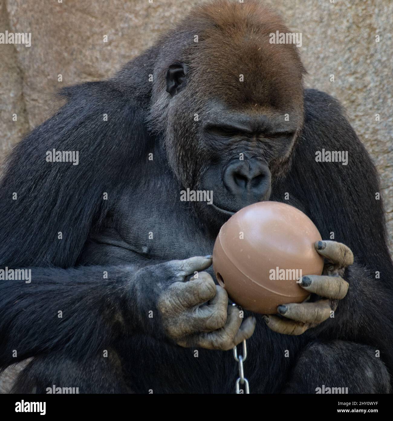 Monkey playing ball hi-res stock photography and images - Alamy
