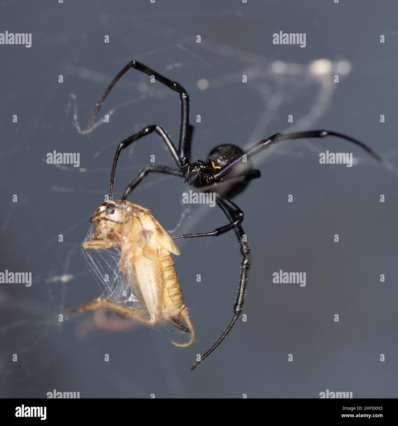 Wrapping up insect hi-res stock photography and images - Alamy