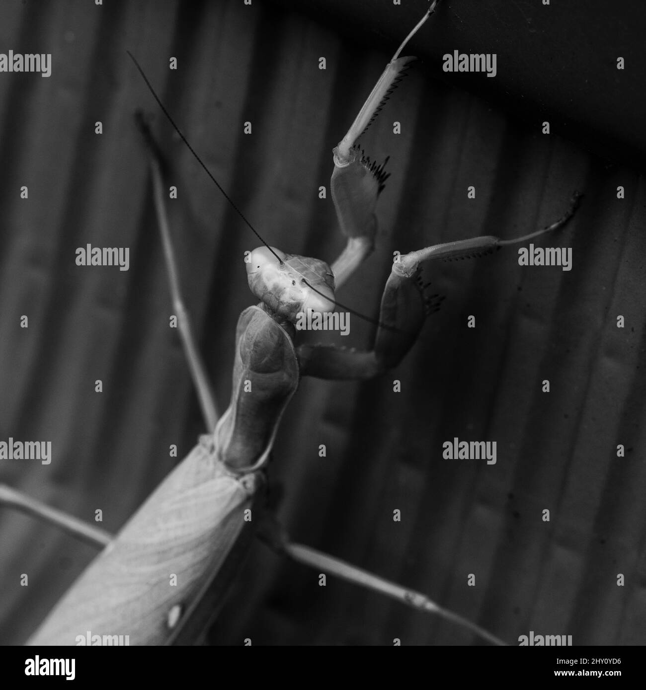 Mantis isolated Black and White Stock Photos & Images - Alamy