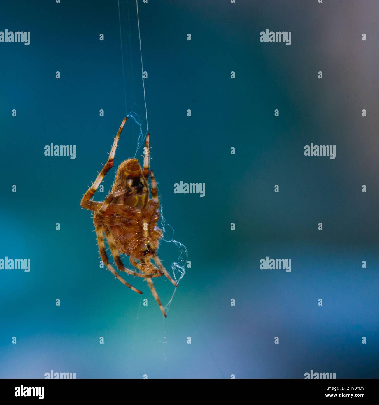 Selective focus shot of a brown spider hanging on a web line Stock ...