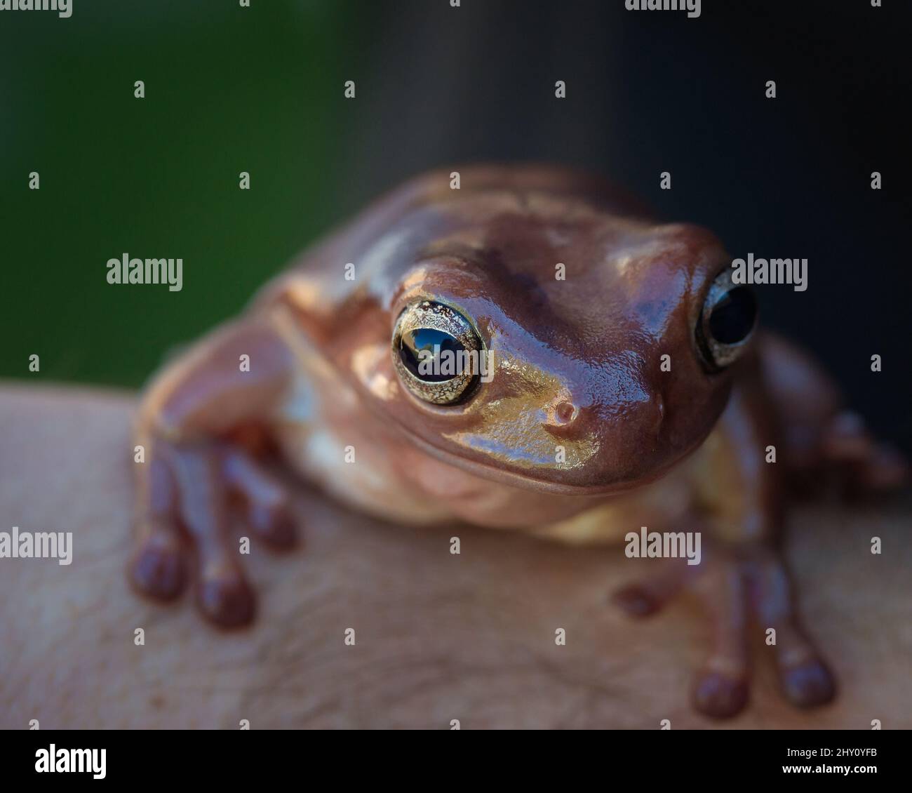 Barking tree frog hi-res stock photography and images - Alamy